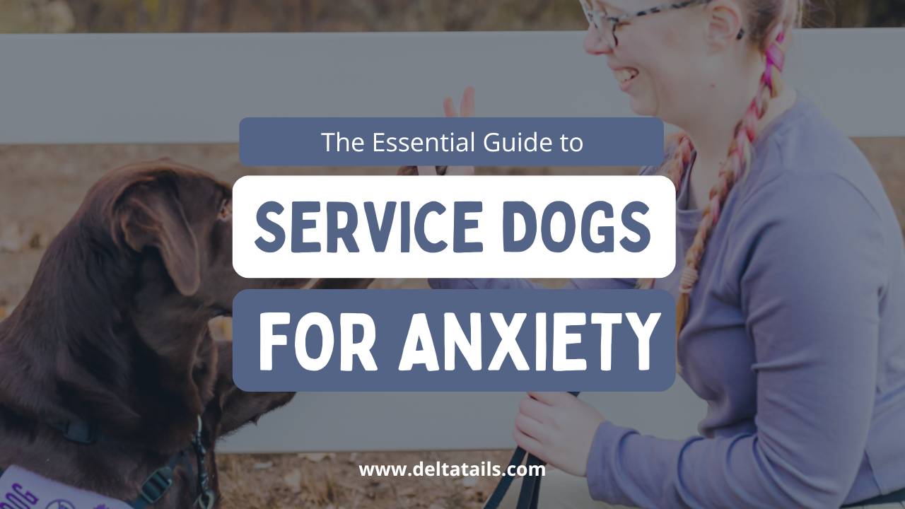 Service Dogs for Anxiety: A Comprehensive Guide to Finding Relief
