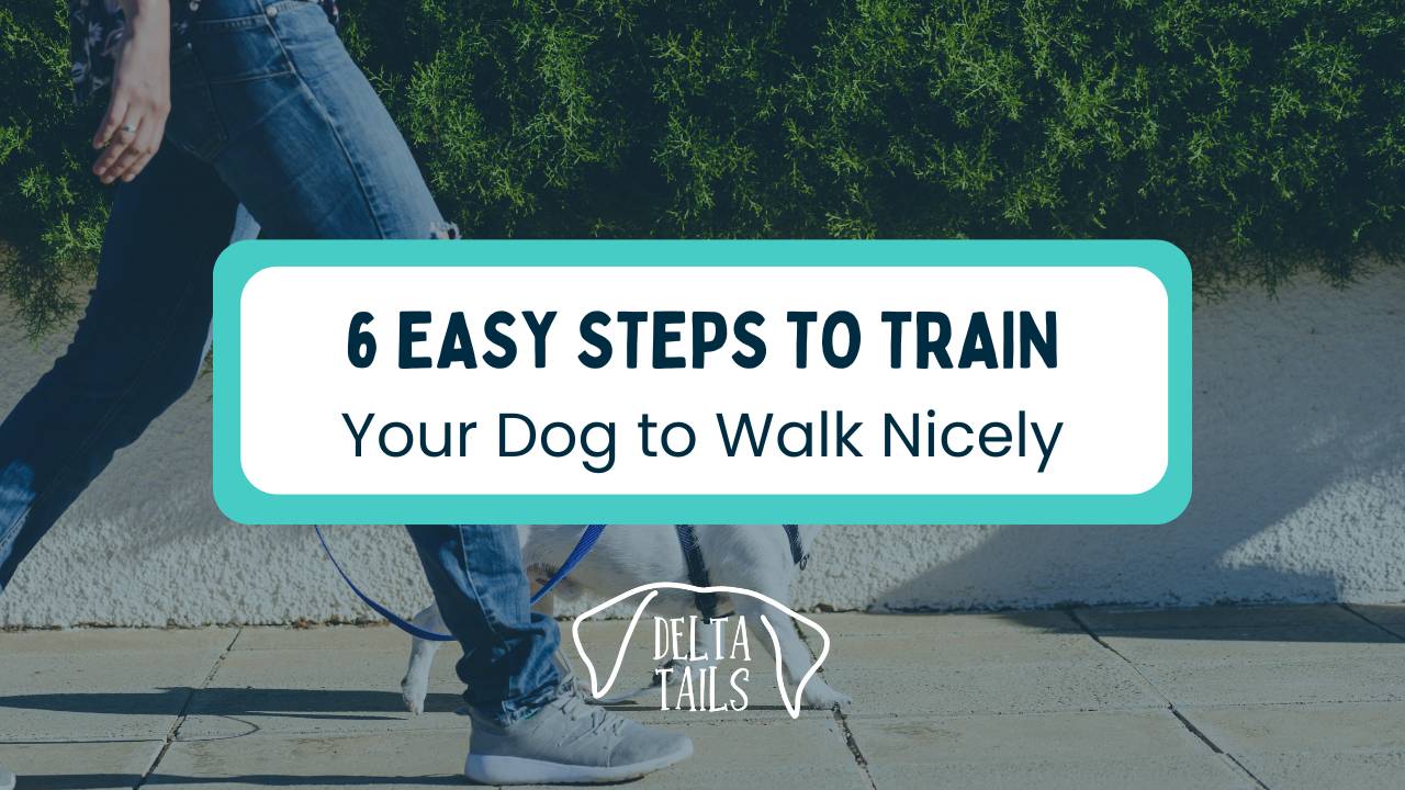 Stop Pulling Fast - Six Steps to Leash Train Your Dog