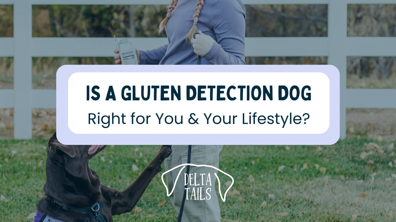 Is a Gluten Detection Dog Right for You?