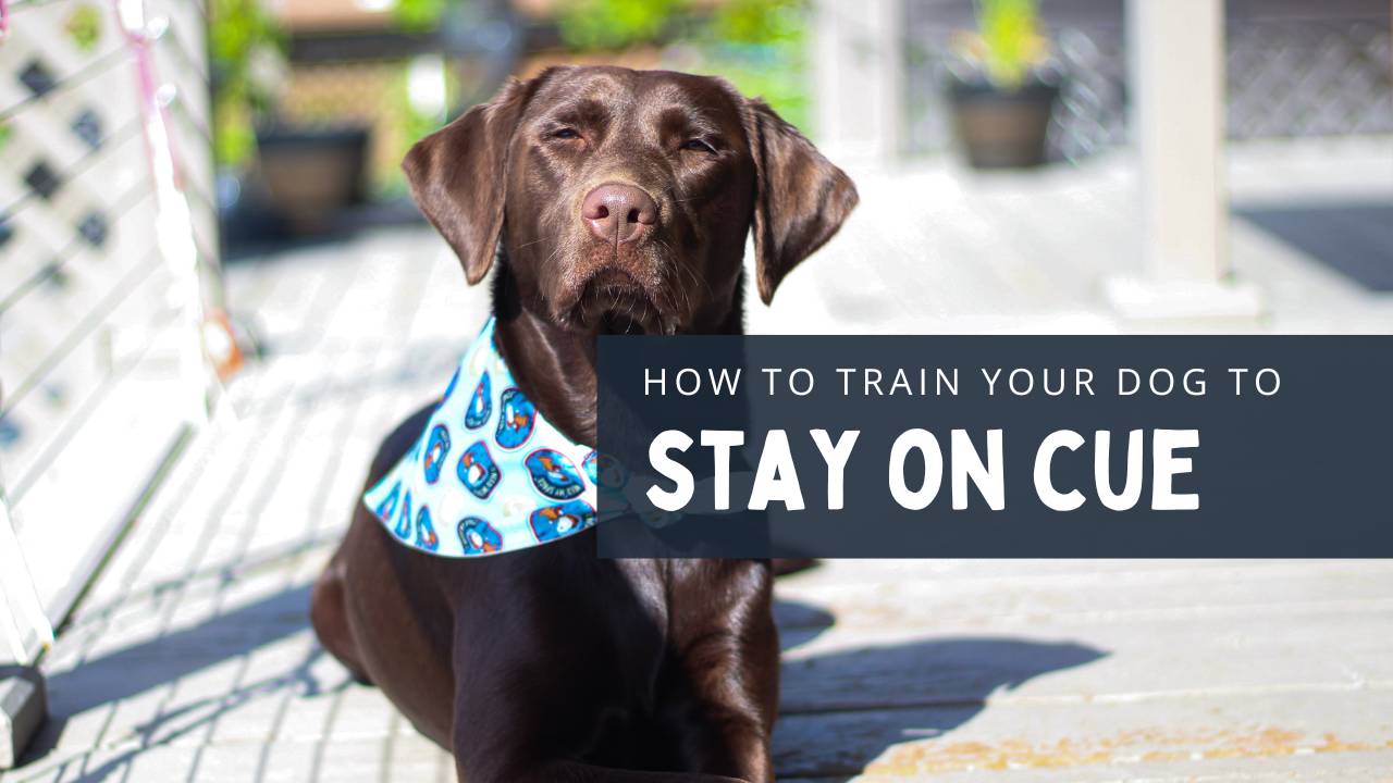 How to Train Your Dog to Stay on Cue Step by Step