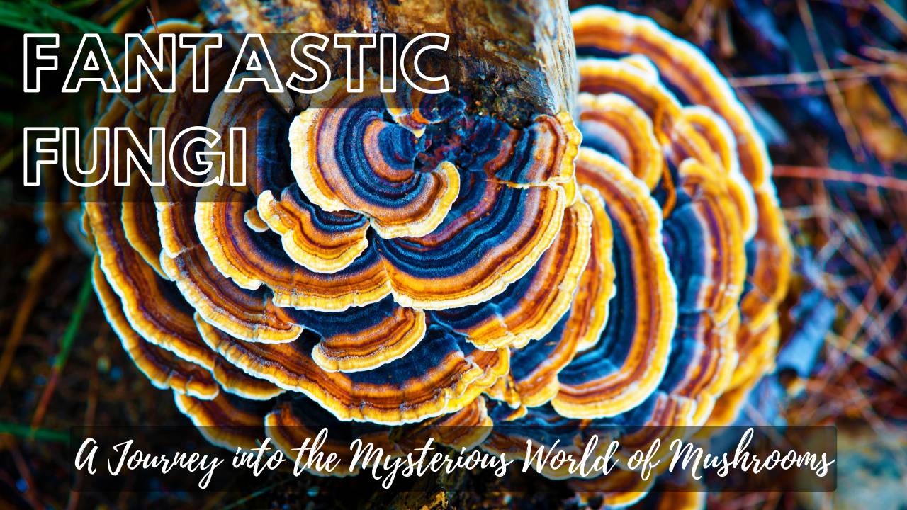 Fantastic Fungi: Unveiling Nature's Hidden Magic and Healing