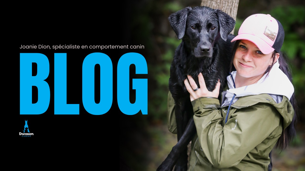 Division Canine-Source d'informations en comportement canin