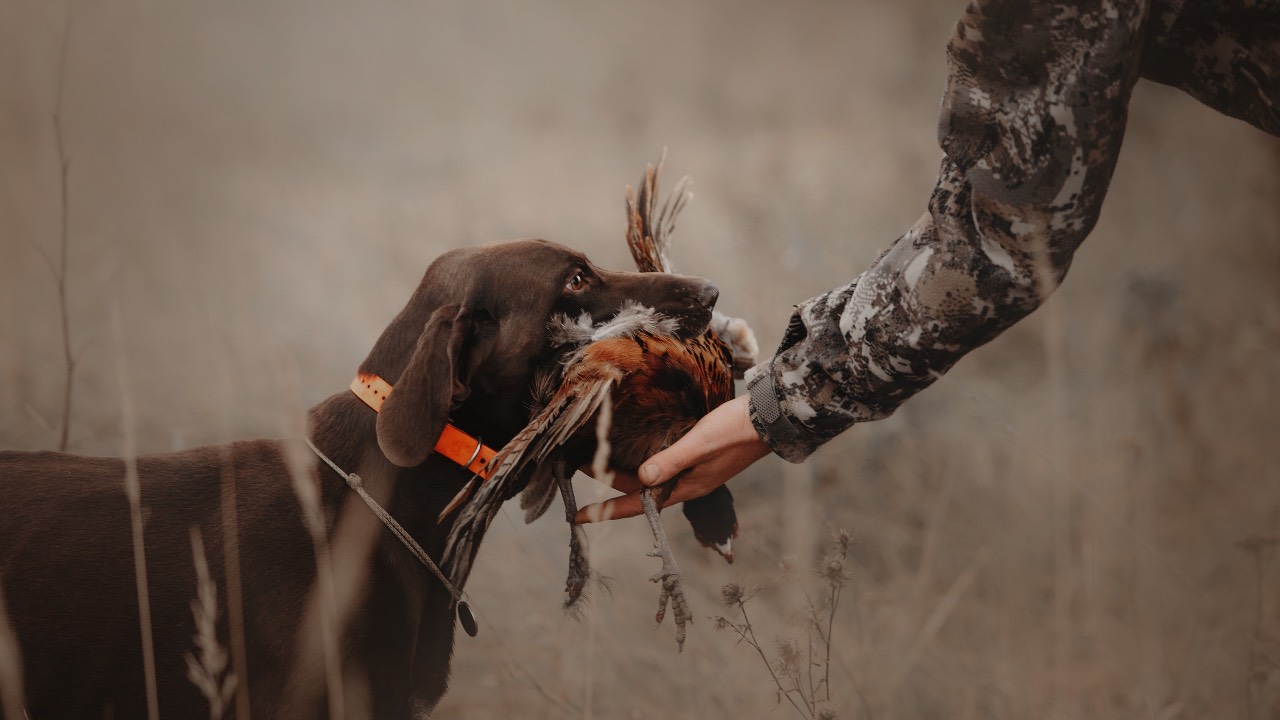 Division Canine | Choisir son éleveur