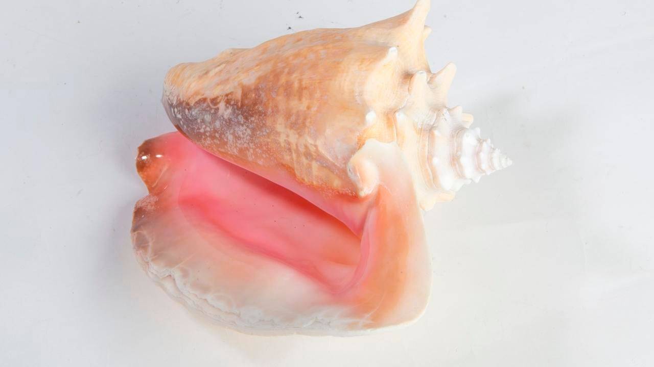 Vedic Gayatri Mantra of the Pāñcajanya Shaṅkha (conch)