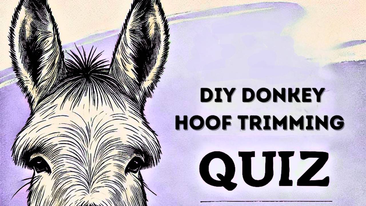 DIY Donkey Hoof Trimming Quiz