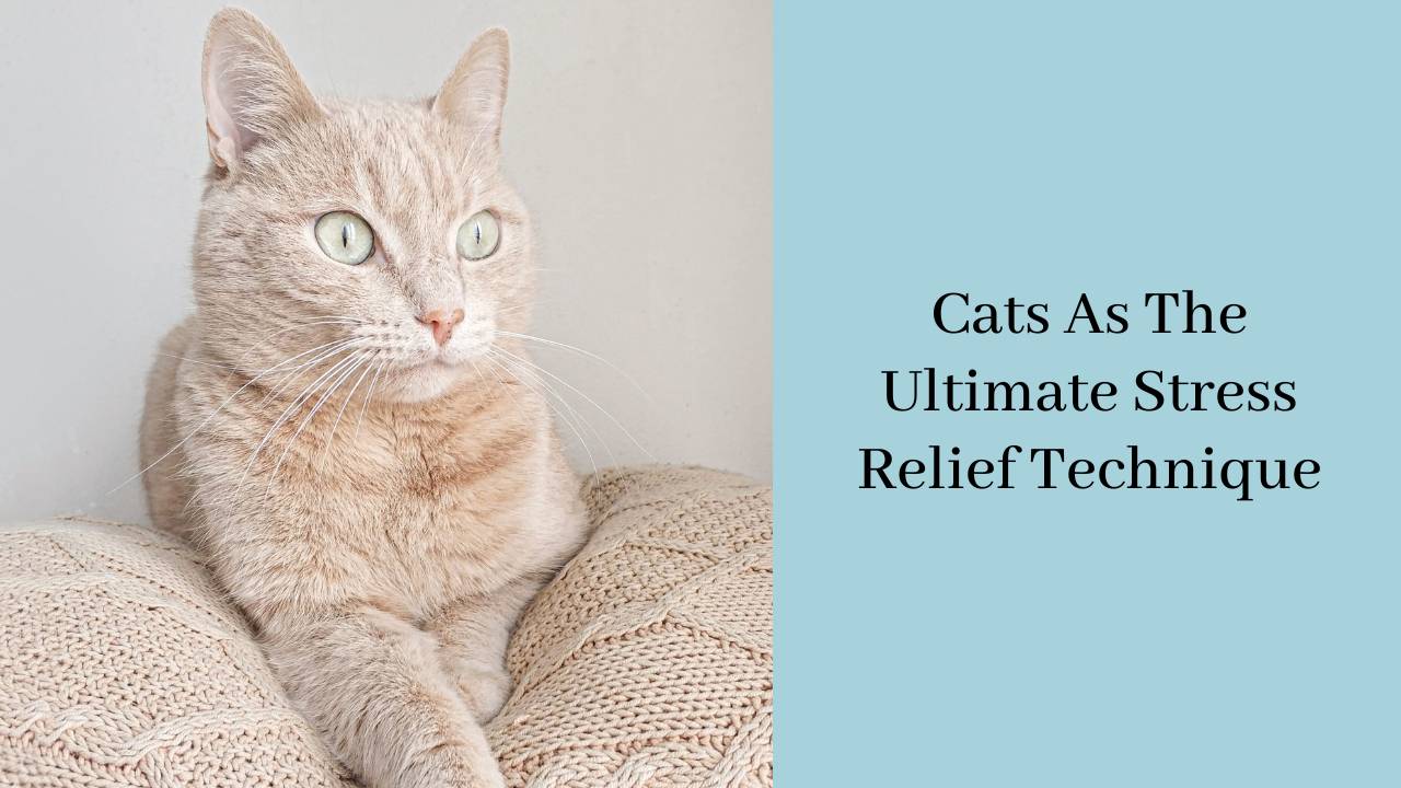 Cats As The Ultimate Stress Relief Technique