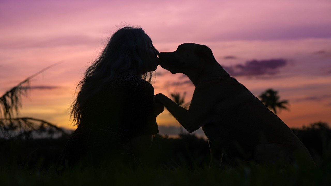 The Sacred Dog - Transformational Dog Coaching