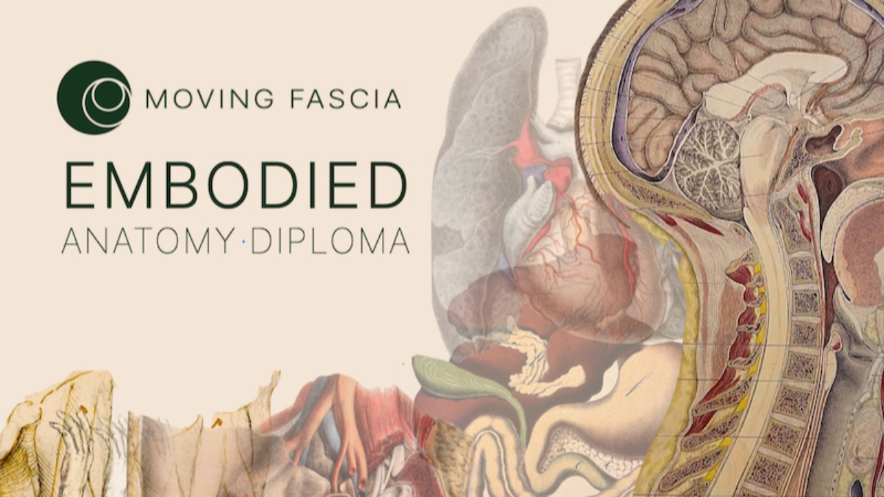 Register your interest for Moving Fascia Embodied Anatomy Diploma