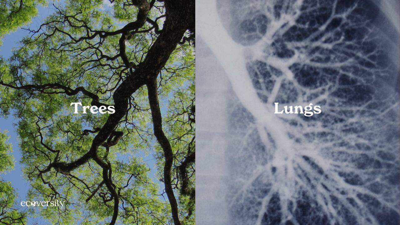 Enhancing Lung Health Naturally: Herbal Respiratory System Support