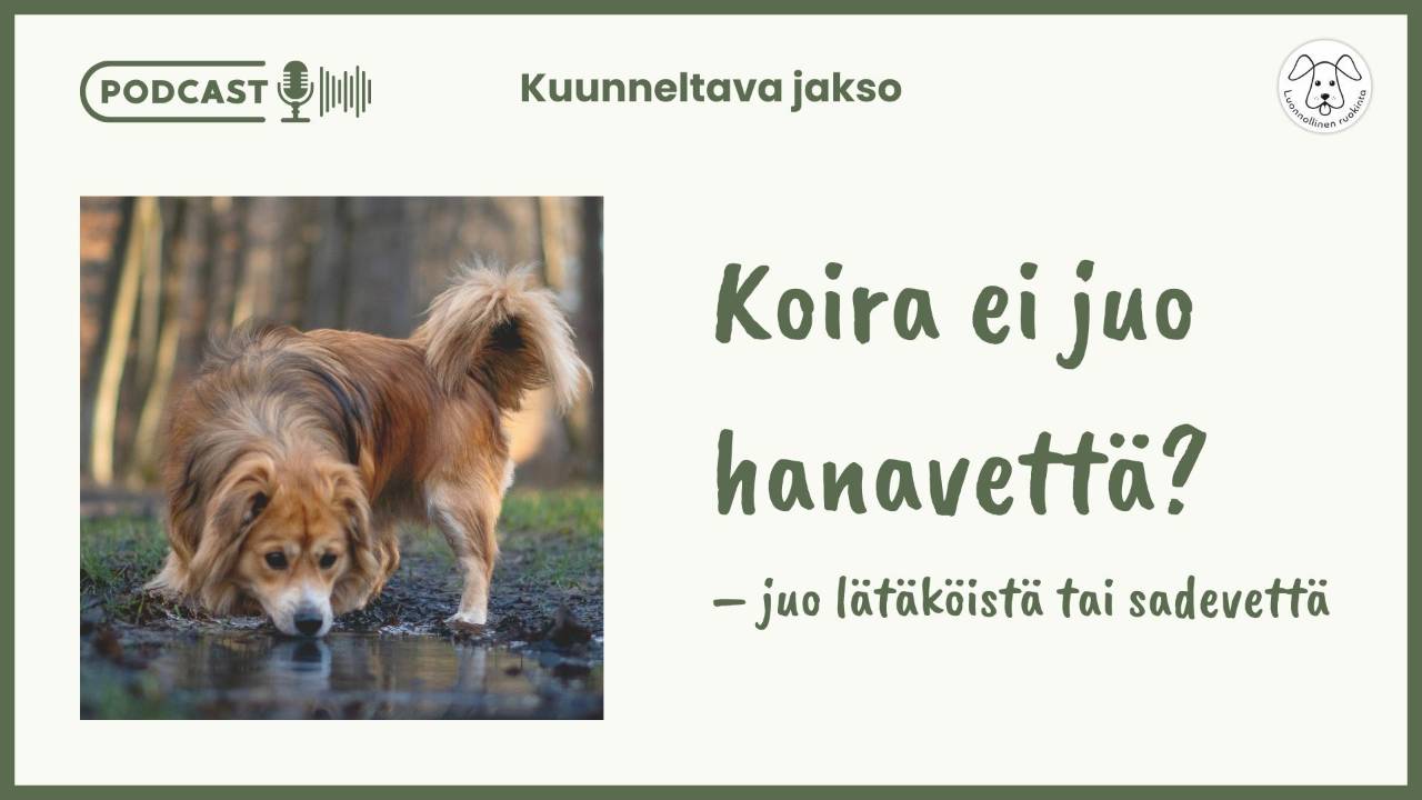 Koira ja vesi - hanavesi, sadevesi vai lätäkkö