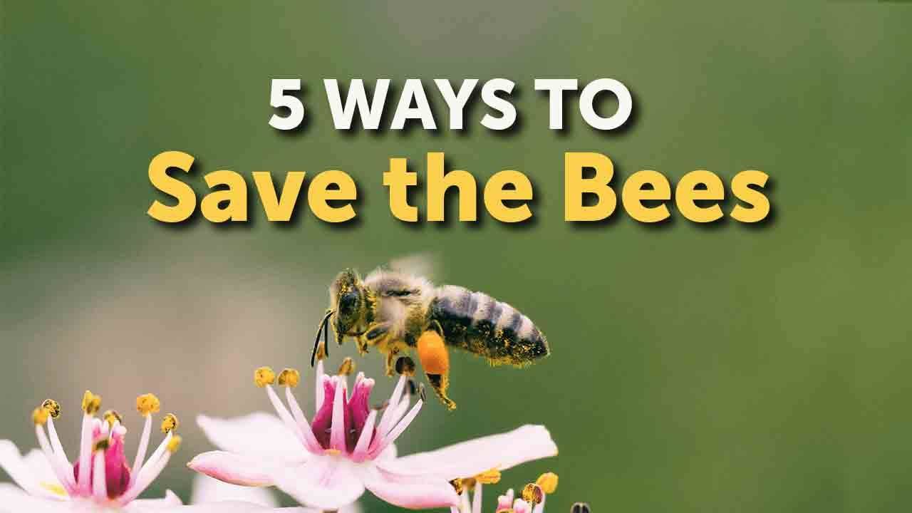 5 Ways to Save the Bees