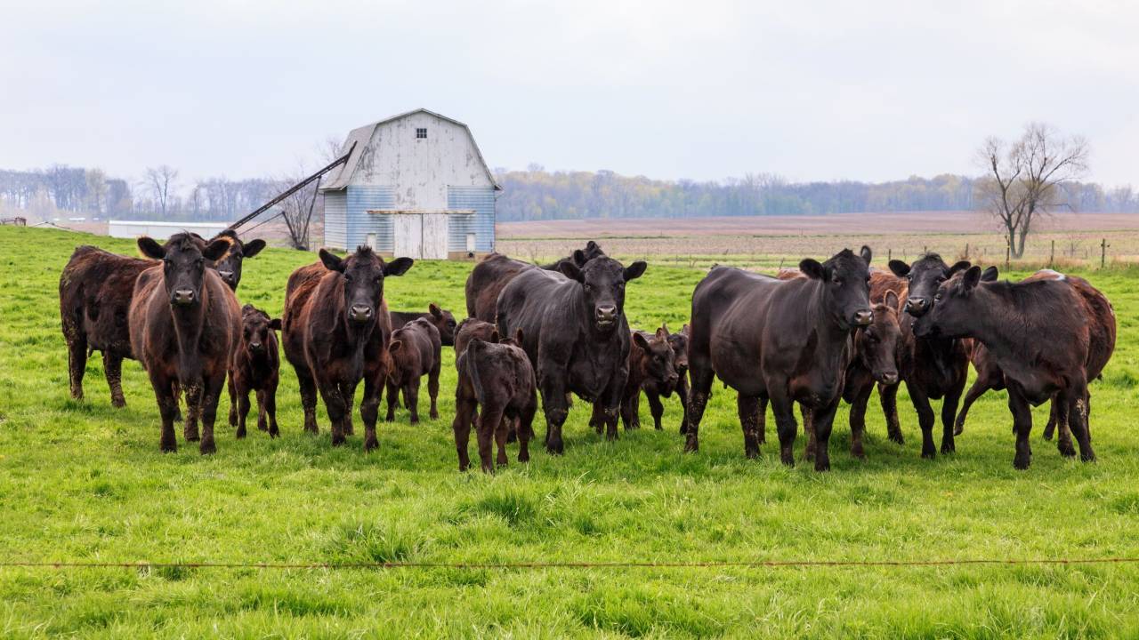 A field of cows