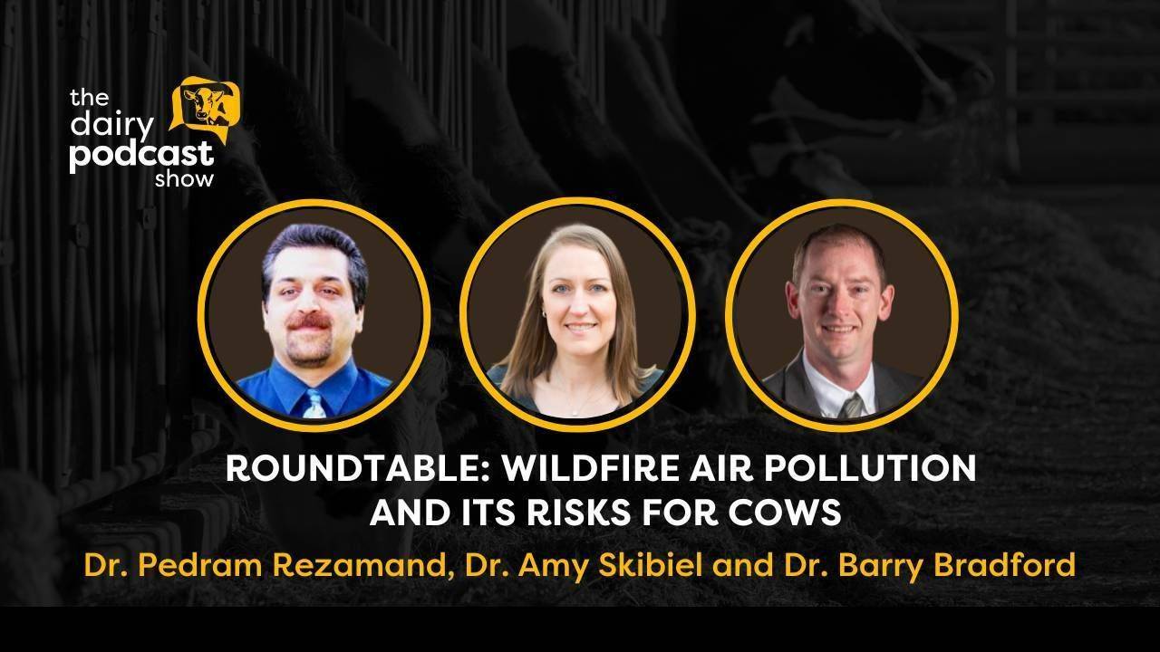 #28 - Roundtable: Wildfire air pollution and its risks for cows