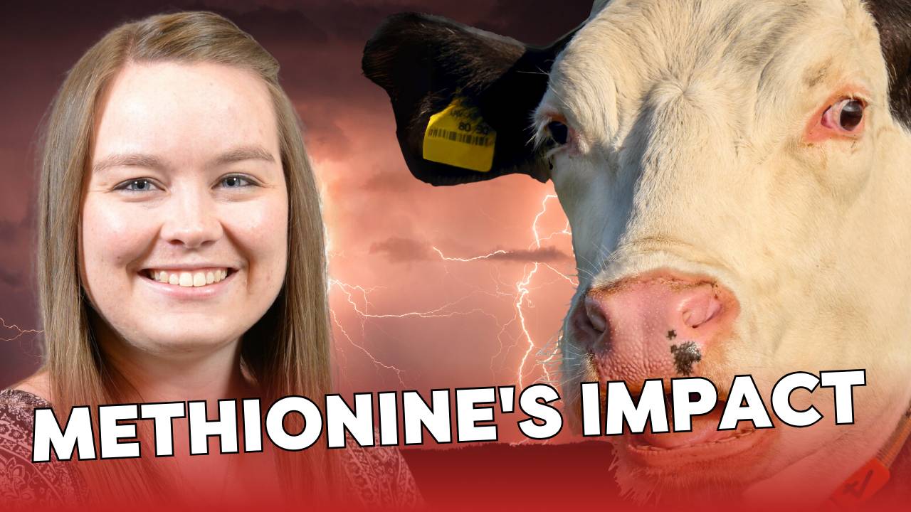 Dr. Danielle Sherlock: Methionine's Role in Heat Stress | Ep. 24