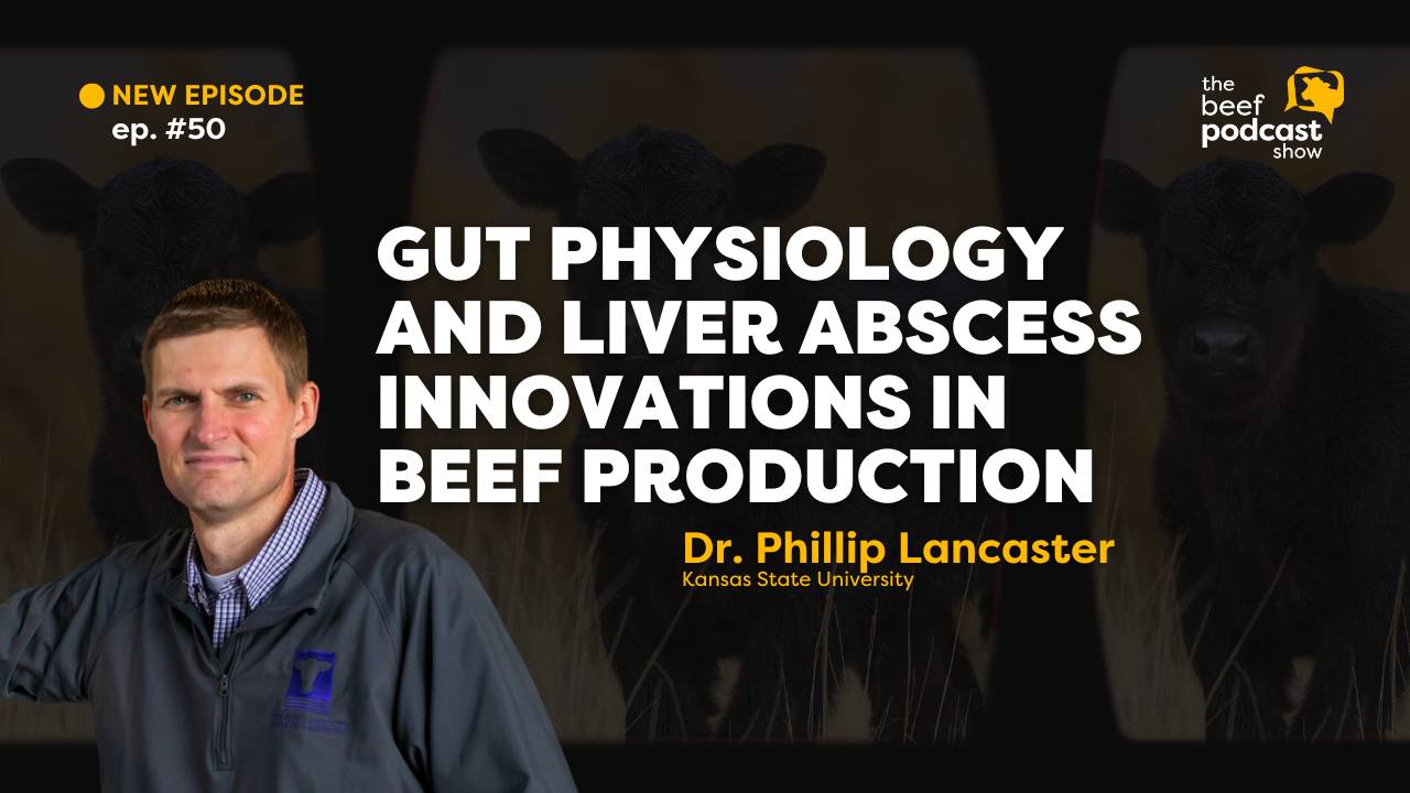 Gut Physiology and Liver Abscess Innovations in Beef Production