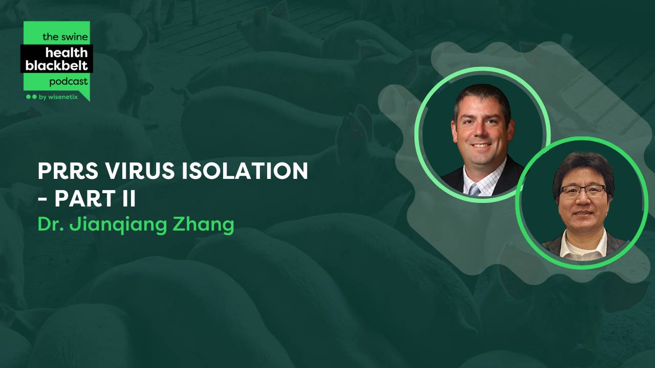 PRRS virus isolation - part II