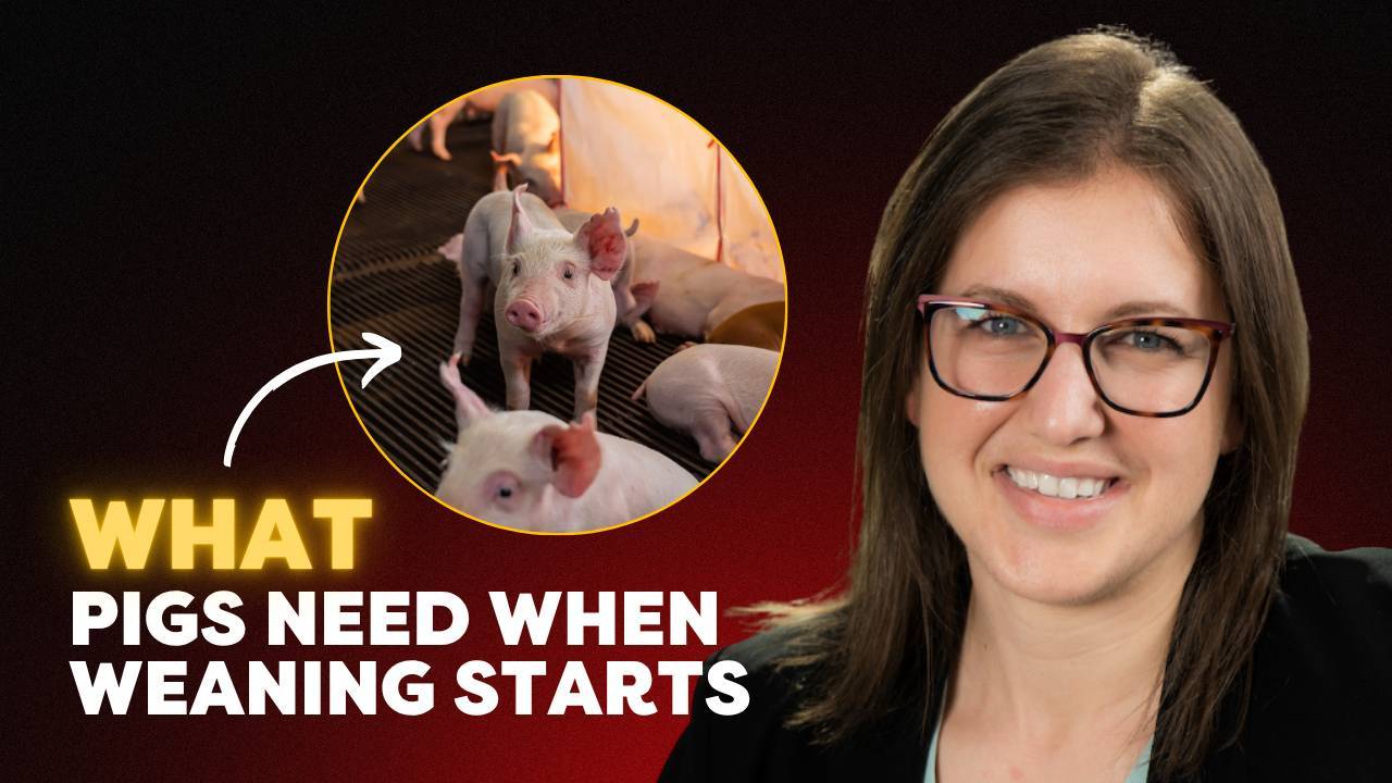 Dr. Natalie Diether: Managing the Weaning Transition | Ep. 184
