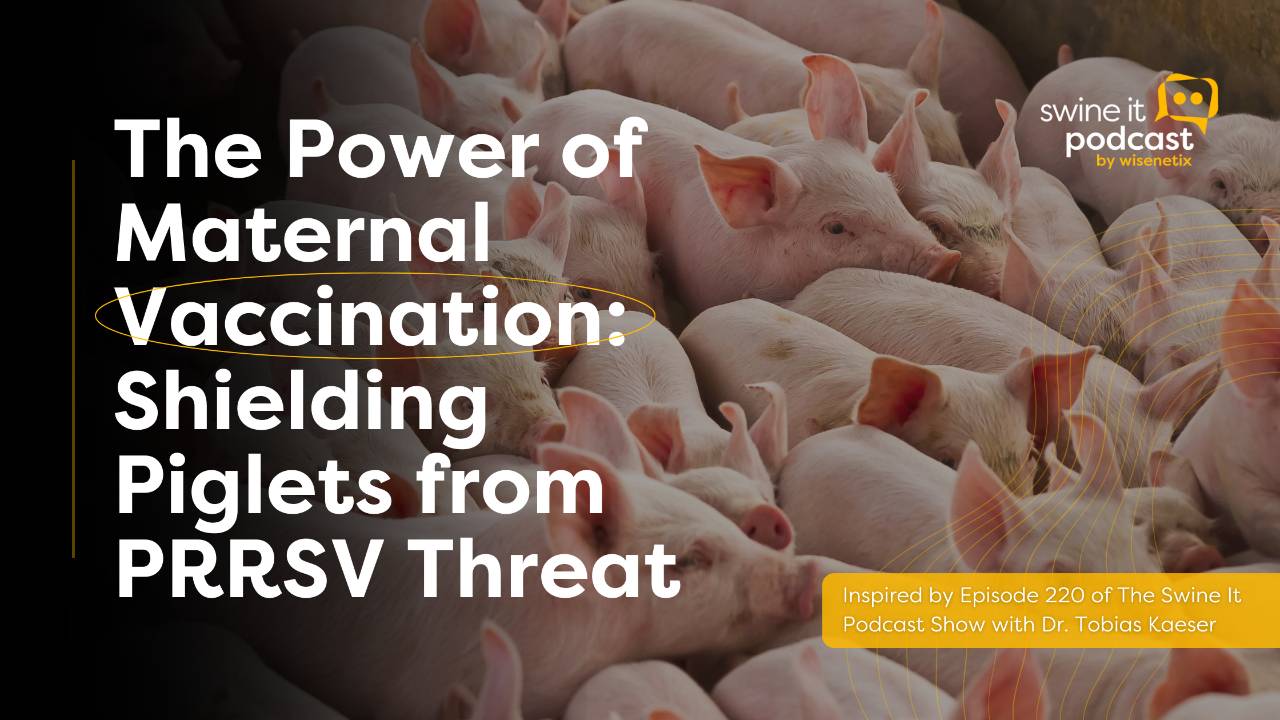 Swine immunology in-depth: vaccines, immunity, and allergies