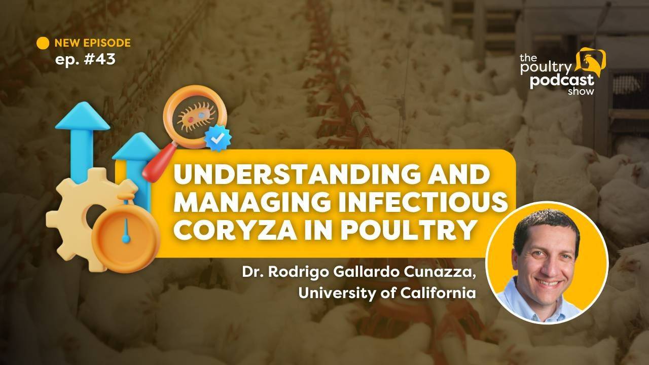 Understanding and Managing Infectious Coryza in Poultry