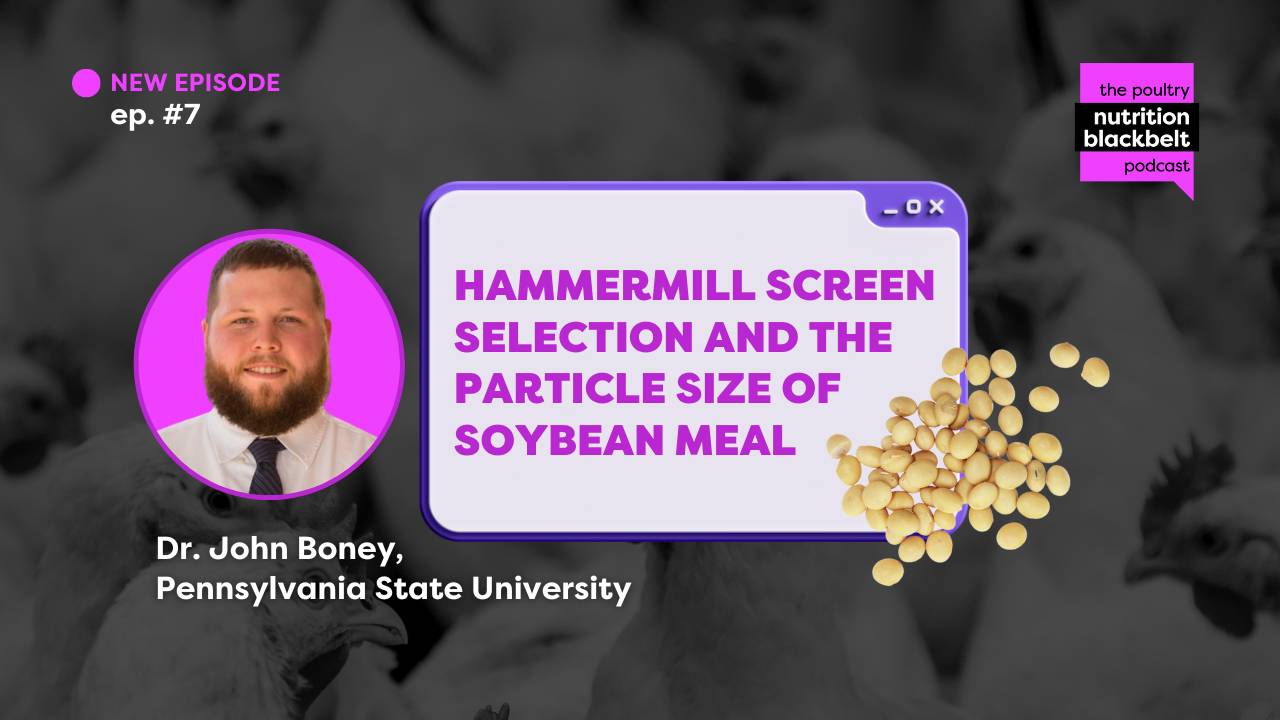 Hammermill Screen Selection and the Particle Size of Soybean Meal