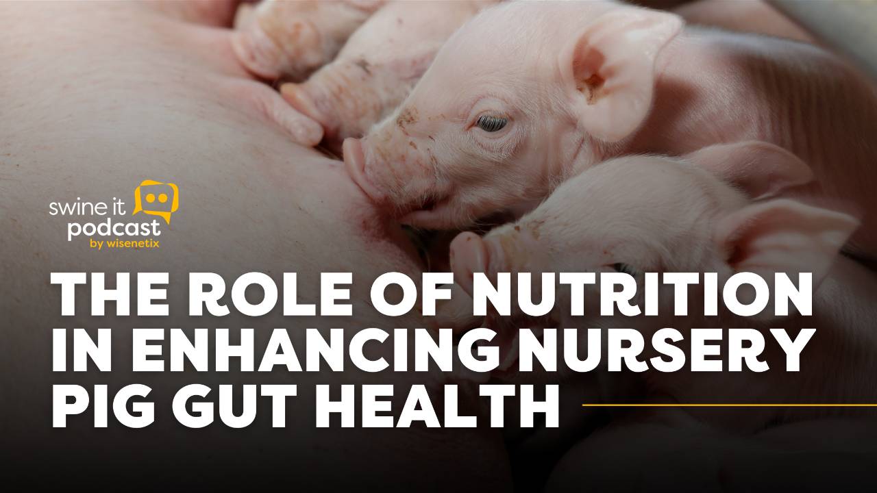 The Role of Nutrition in Enhancing Nursery Pig Gut Health