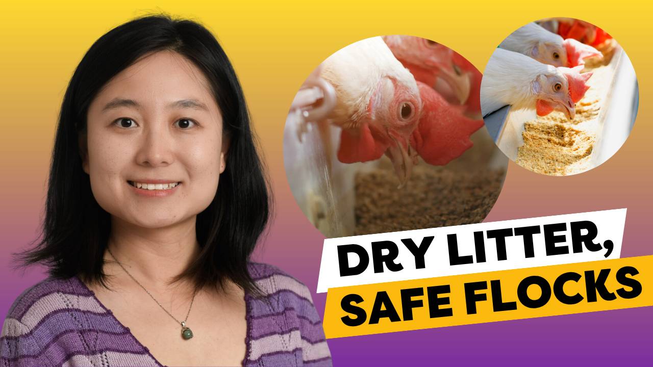 Dr. Lin Walker: Controlling Salmonella in Litter | Ep. 171