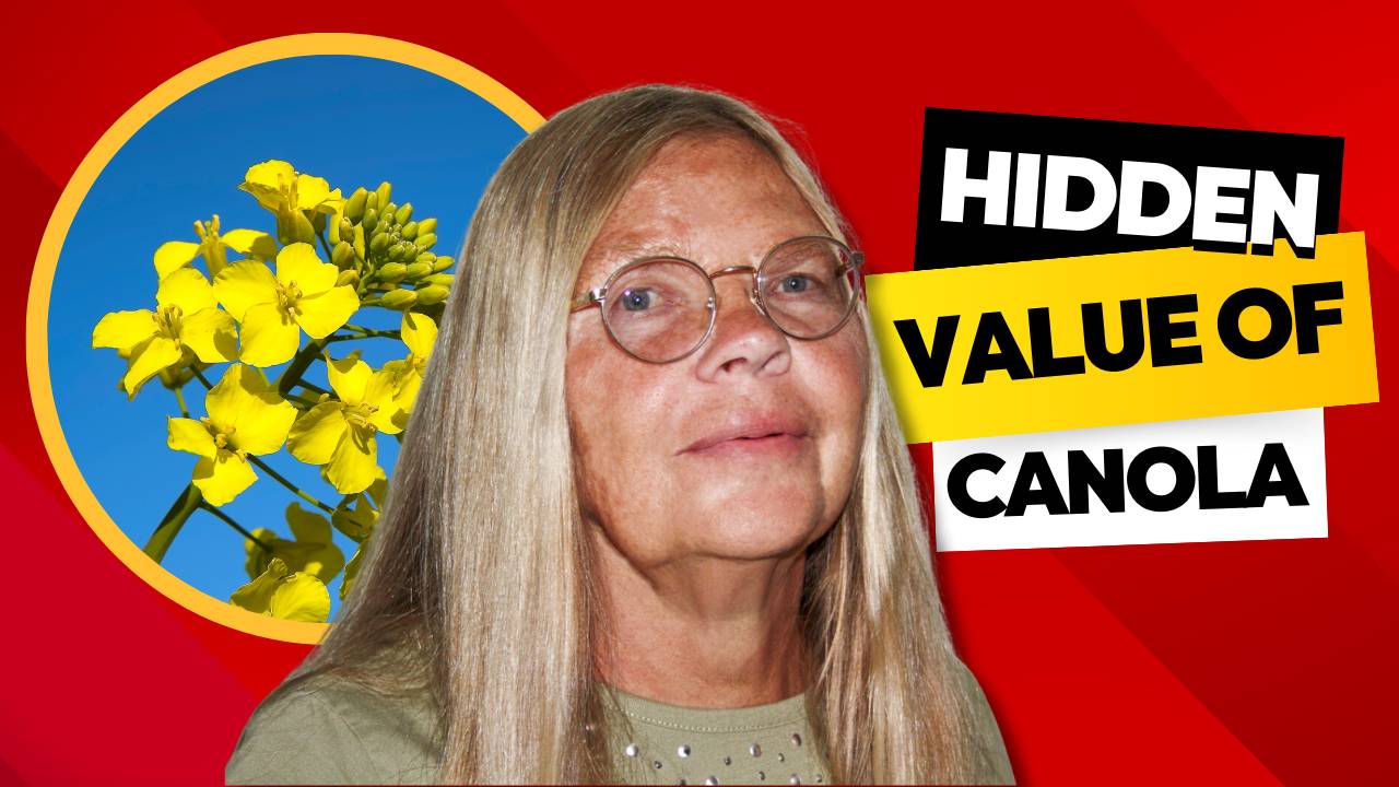 Dr. Essi Evans: Canola Meal in Dairy Feed | Ep. 131