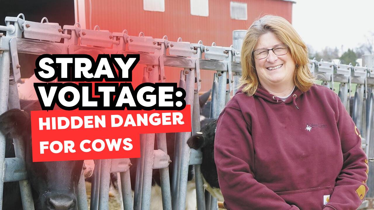 Jill Nelson: Understanding Stray Voltage | Ep. 169