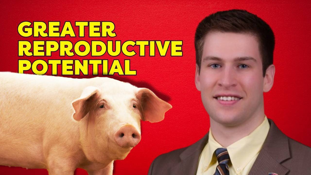 Matt Romoser: Gilt Breeding Strategies | Ep. 274