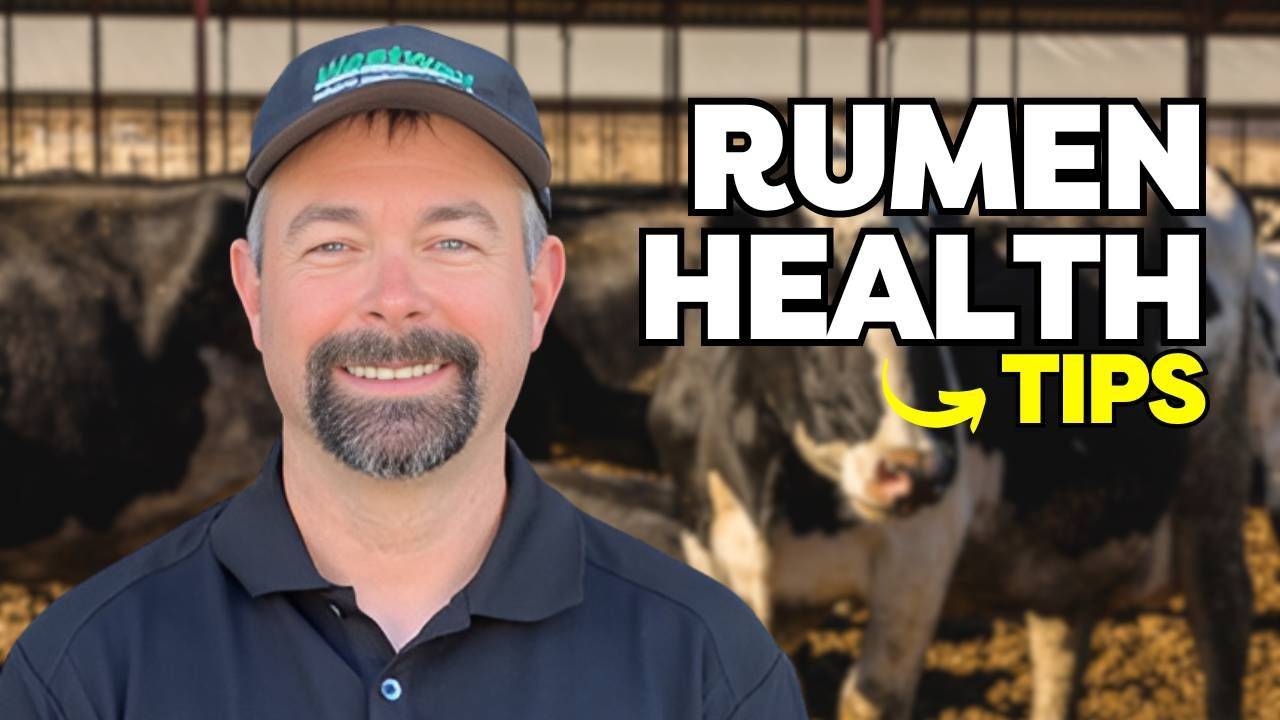 Dr. Andy Mueller: Sugar in Dairy Diets | Ep. 105