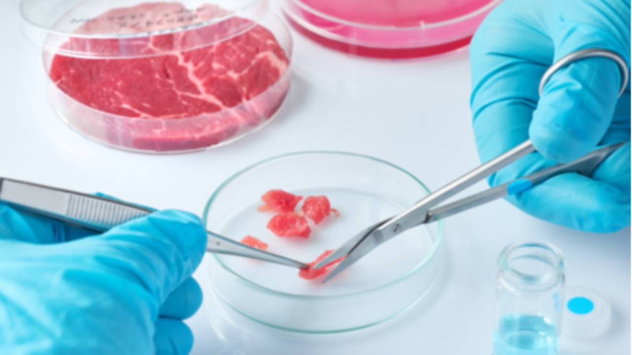 Lab-grown meat (and future?) 🧪🥩