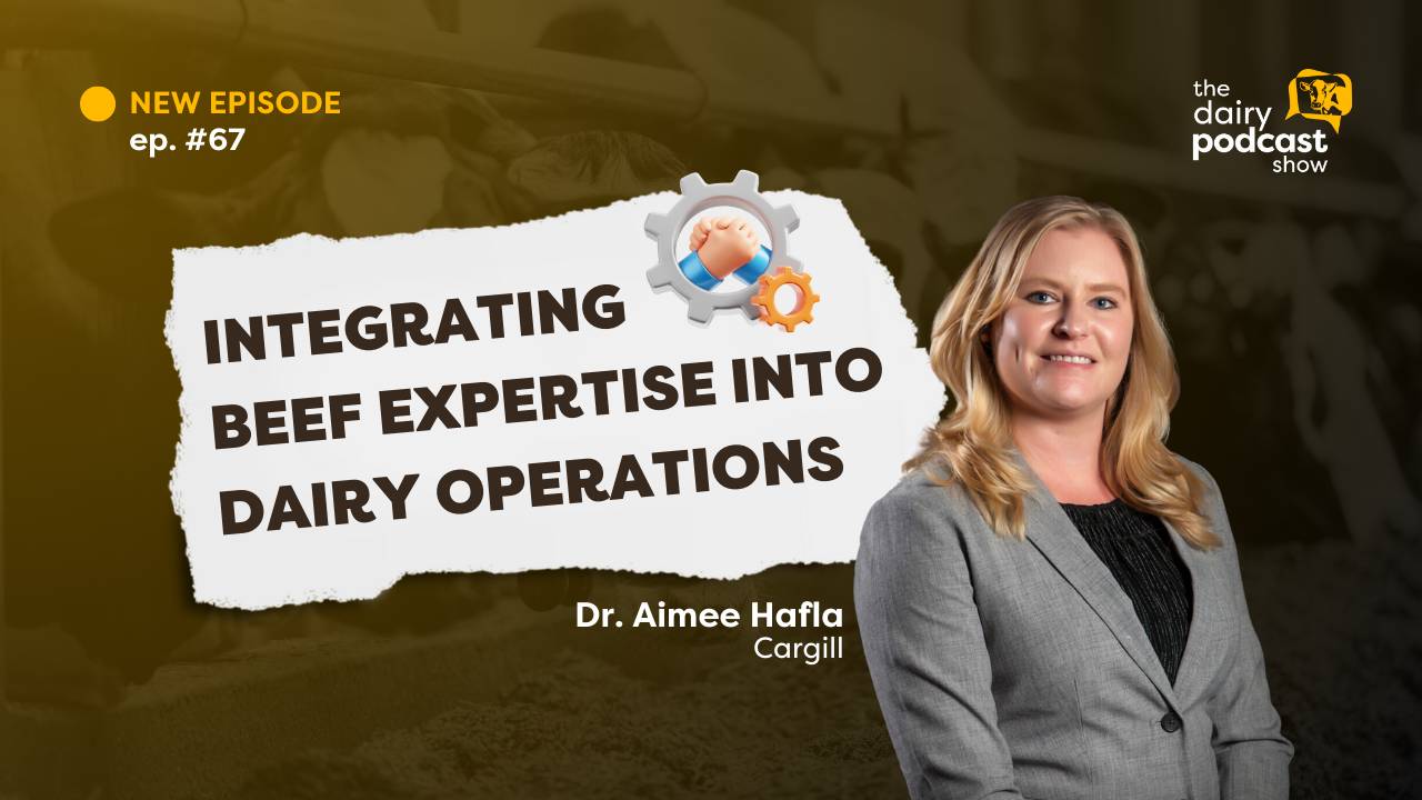 #67 - Integrating beef expertise into dairy operations