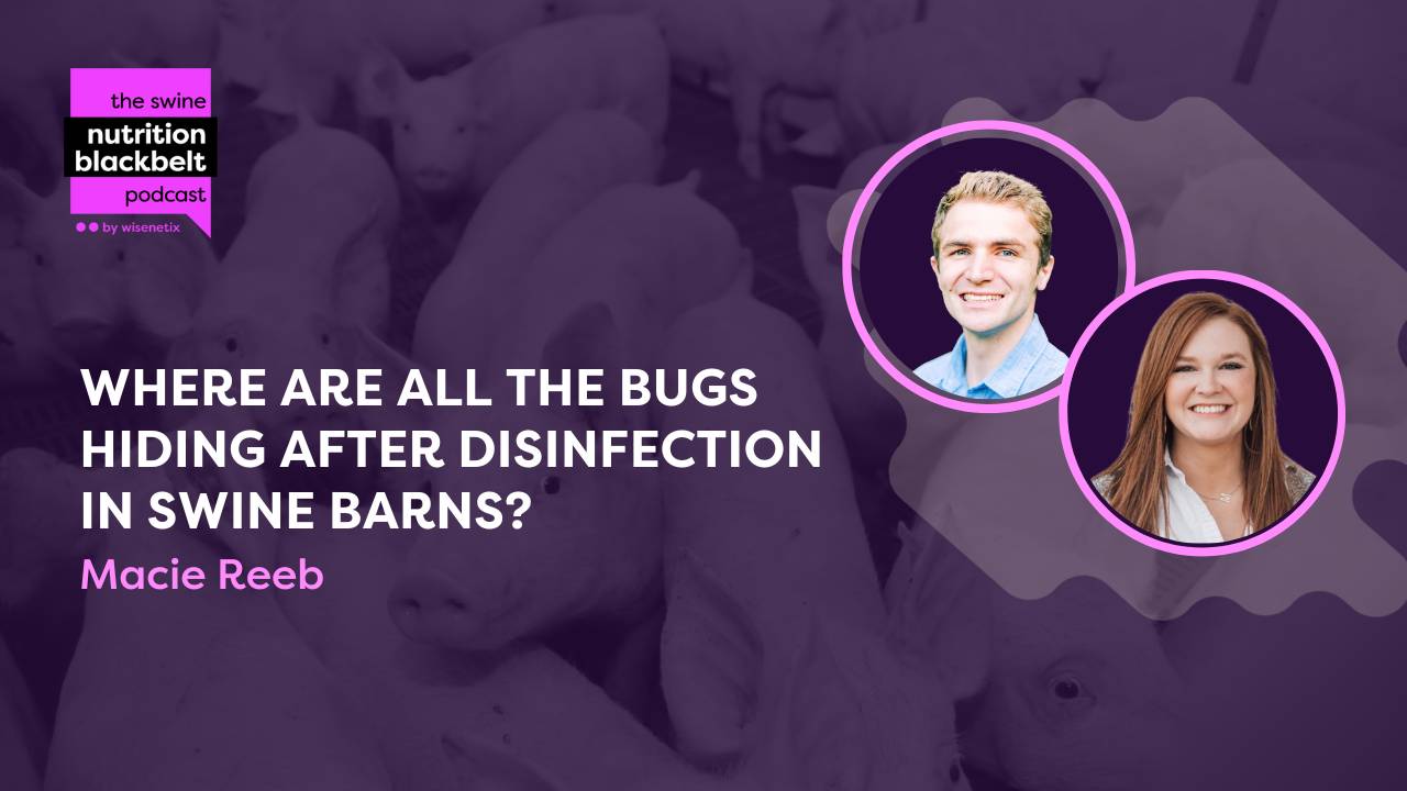 Where are all the bugs hiding after disinfection in swine barns?