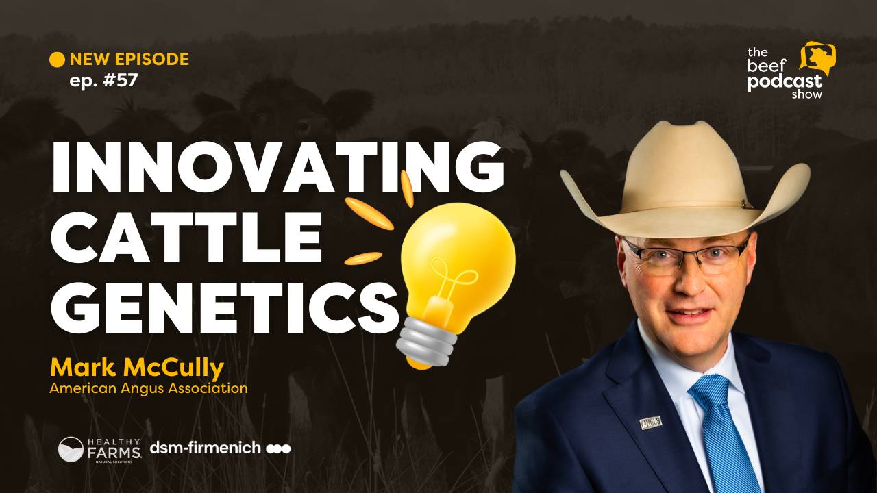 Mark McCully: Innovating Cattle Genetics