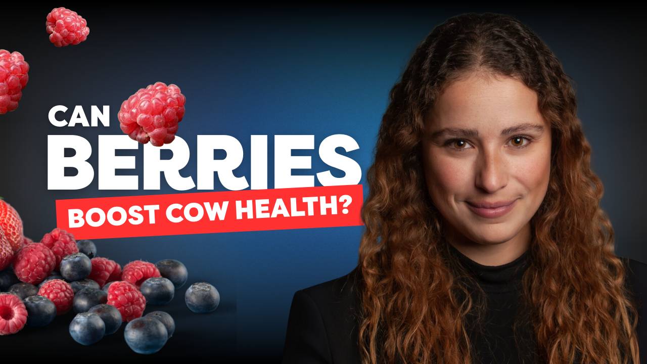 Dr. Jessica Halfen: Phytochemicals & Cow Health | Ep. 116