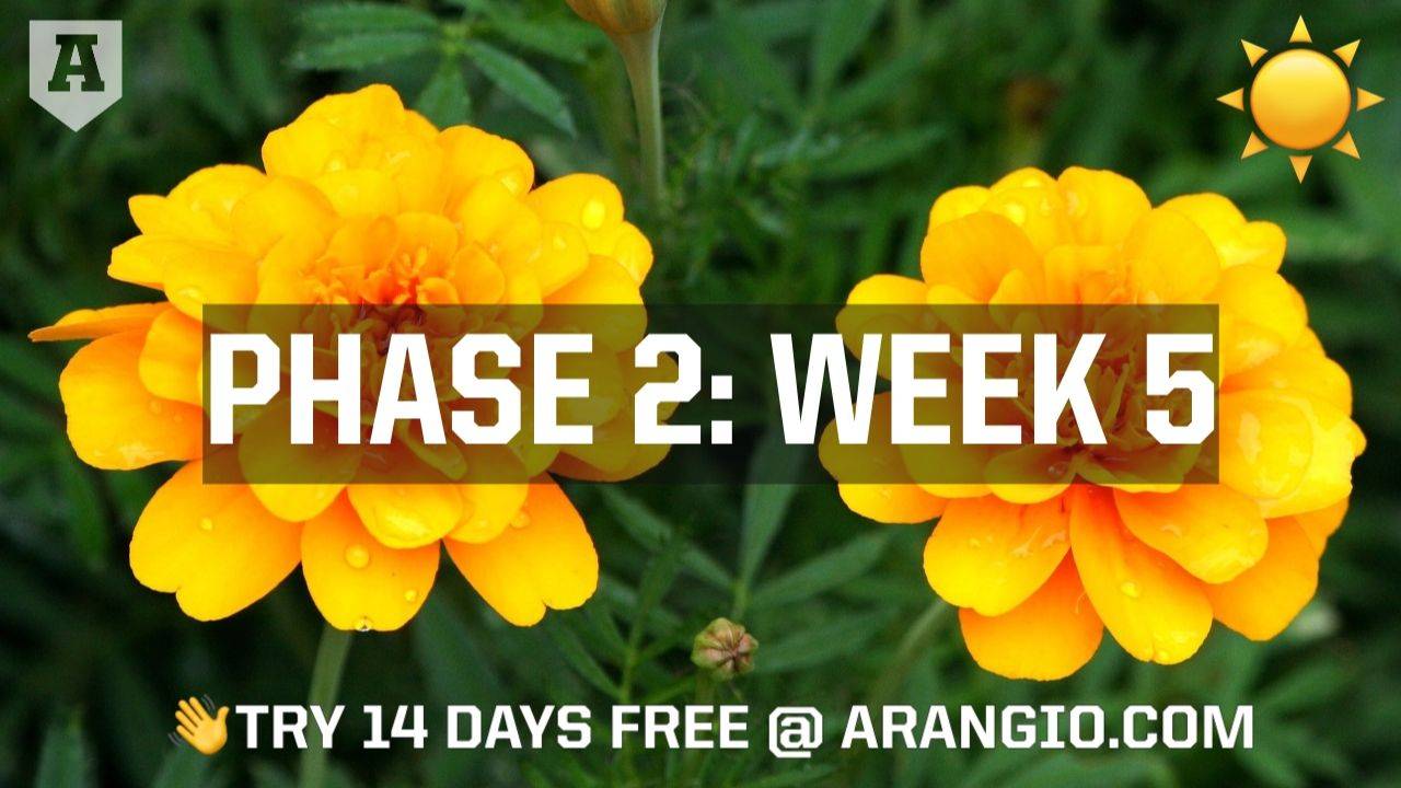Summer Phase 2: Week 5 | Joseph Arangio