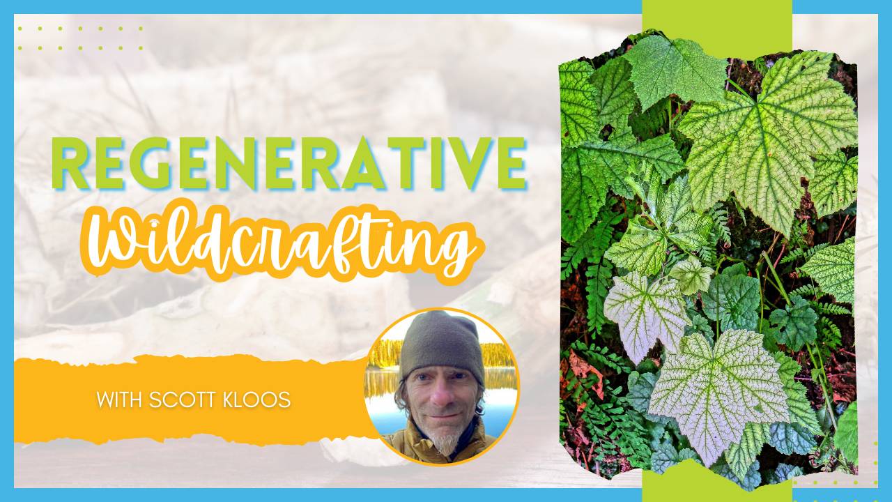 Regenerative Wildcrafting w/ Scott Kloos The School Of Forest Medicine