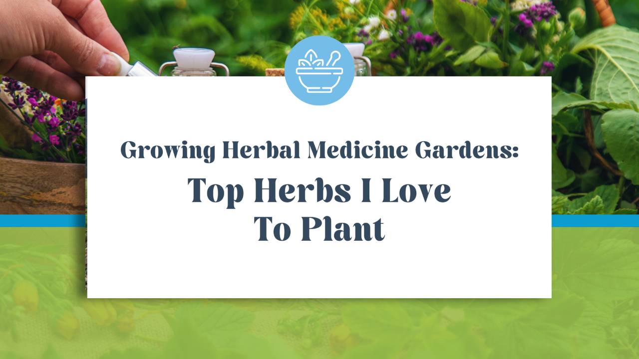 Growing Herbal Medicine Gardens Top Herbs I Love To Plant