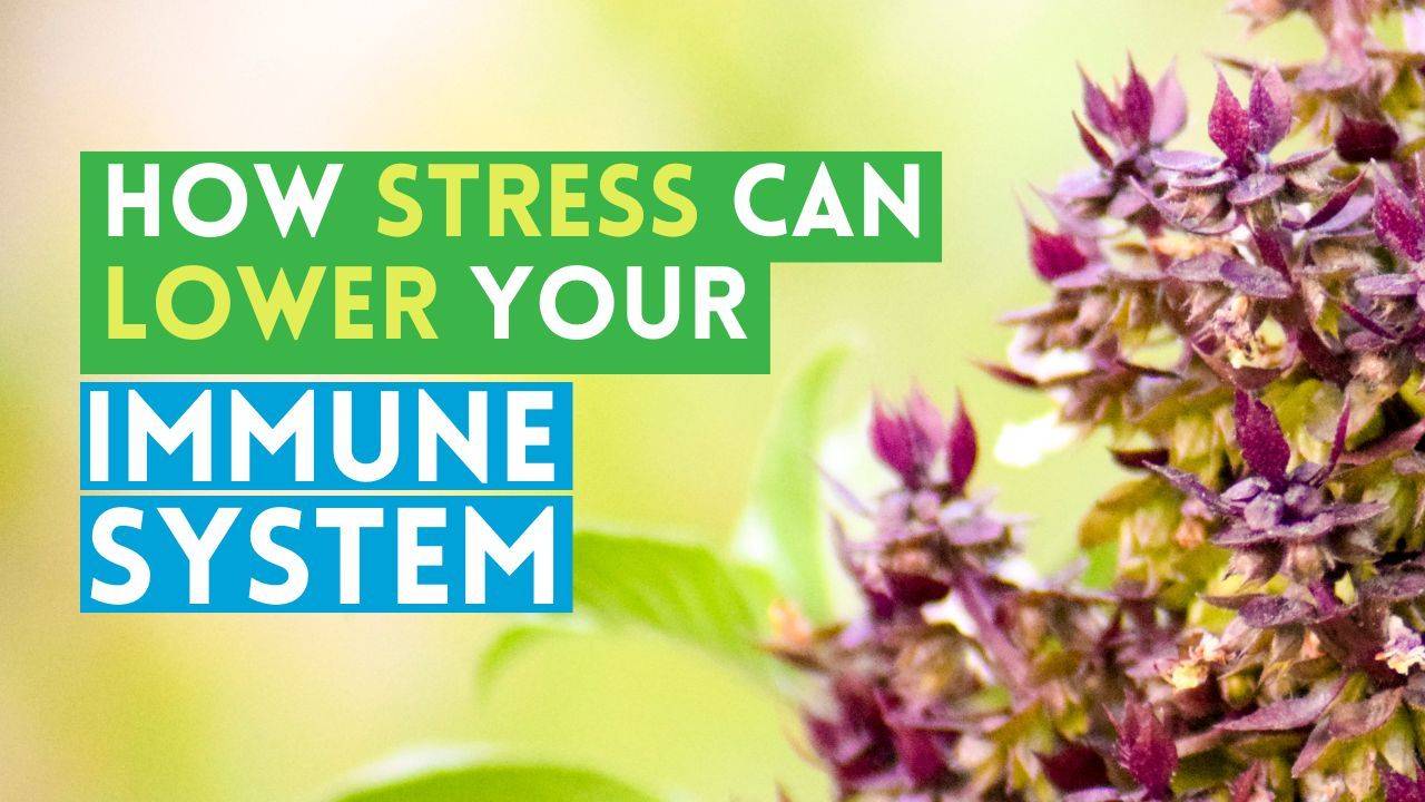 How Stress Can Lower Your Immune System