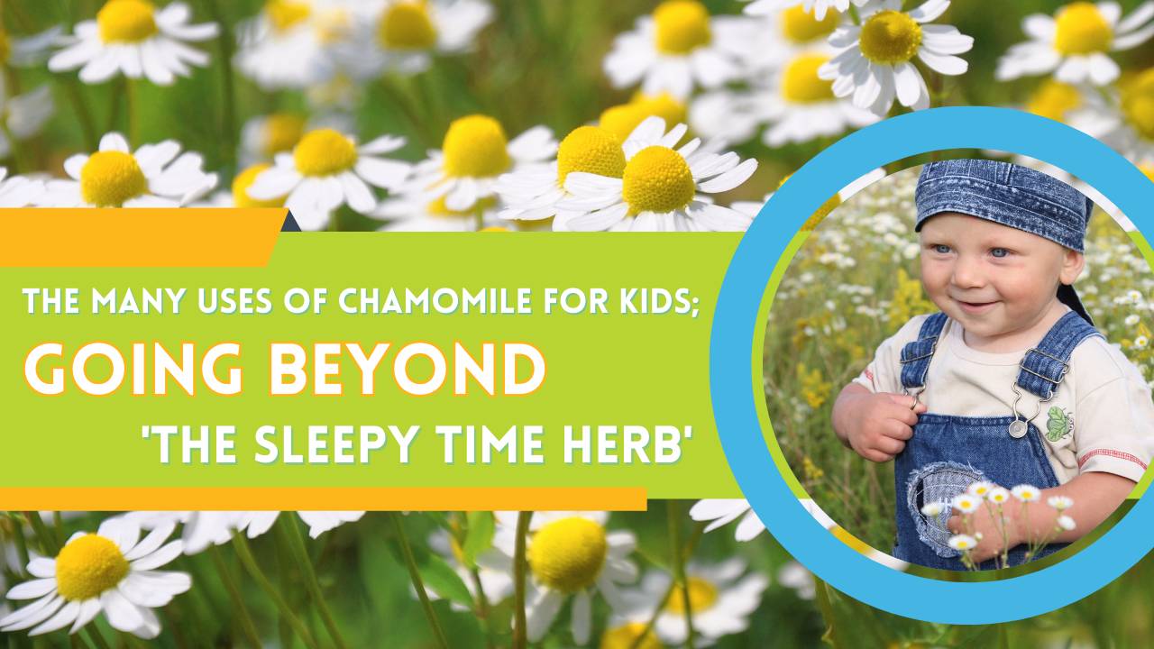 The Many Uses of Chamomile for Kids: Beyond 'The Sleepy Time' Herb