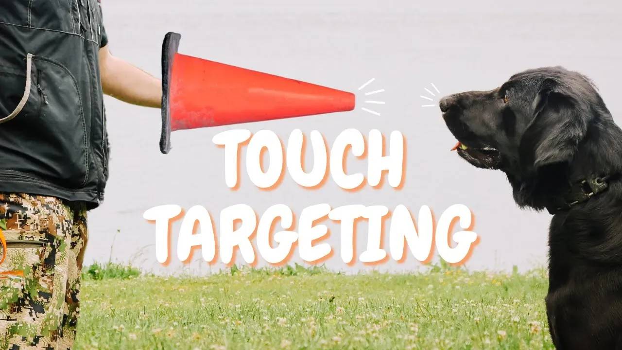 The Power of Target Training Your Dog