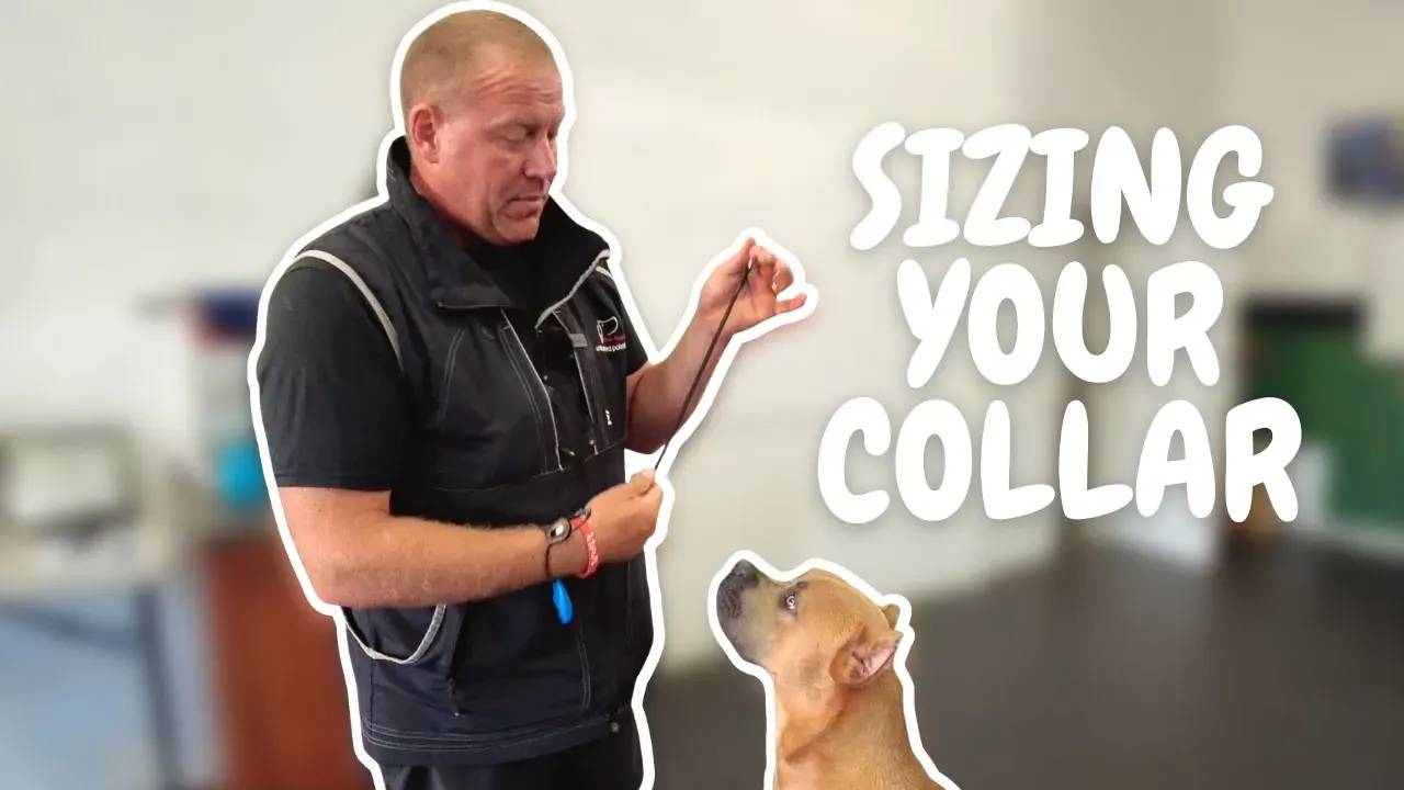 How to Fit a “Dominant Dog Collar” for a Reactive Dog