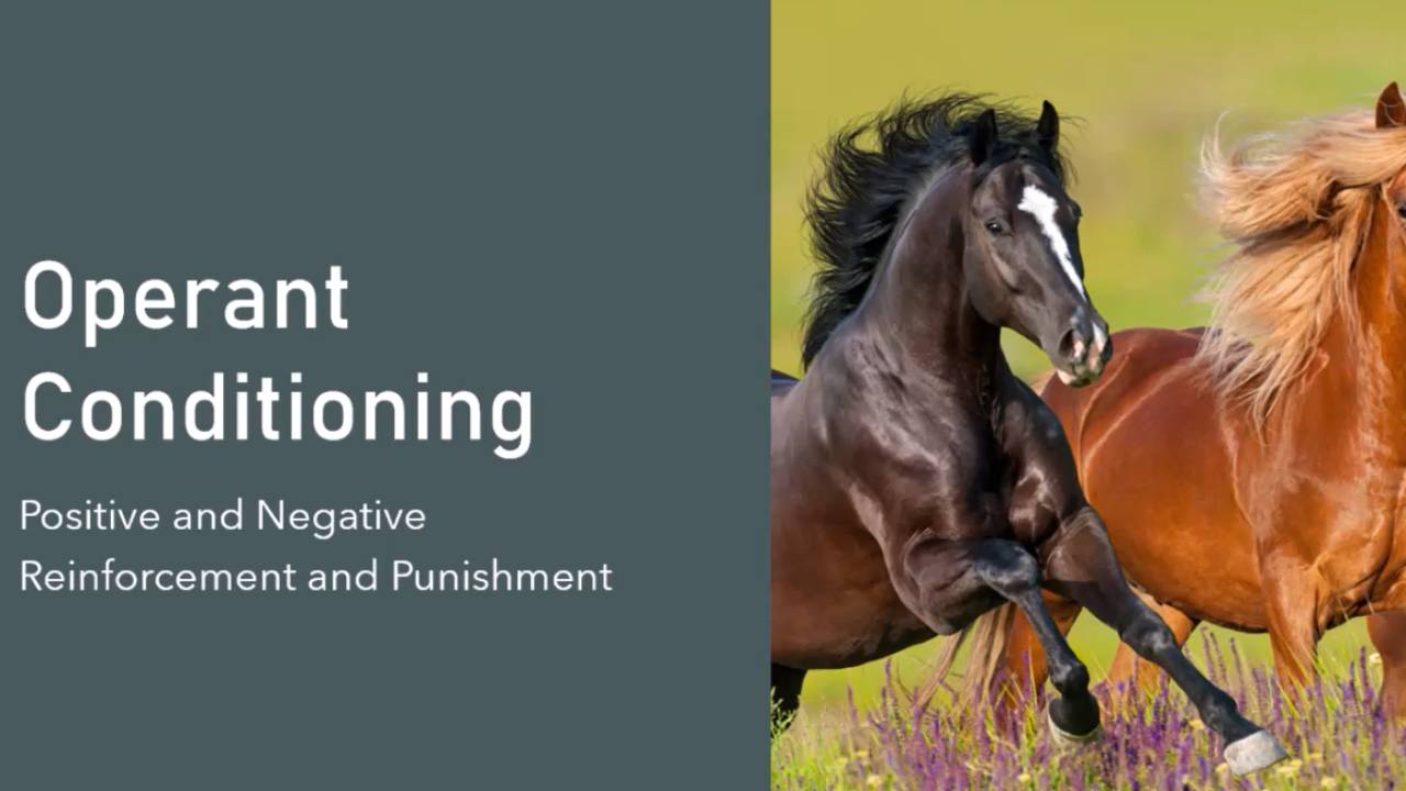 How does your horse learn?