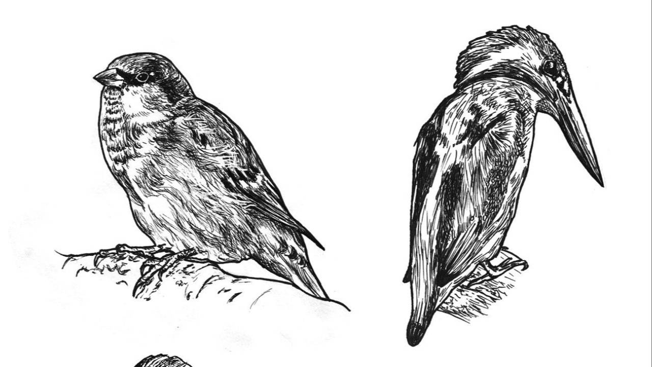 #TuesdayToolsAndTechniques cross hatching birds