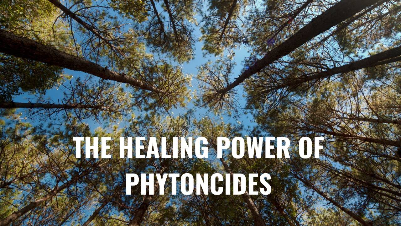 The Healing Power of Phytoncides