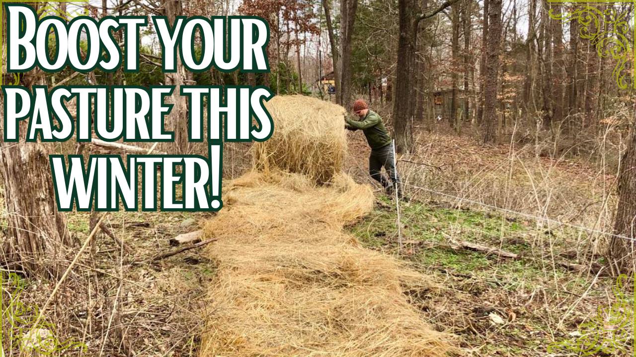 Mastering Winter Grazing: A Guide to Human-Powered Homesteading
