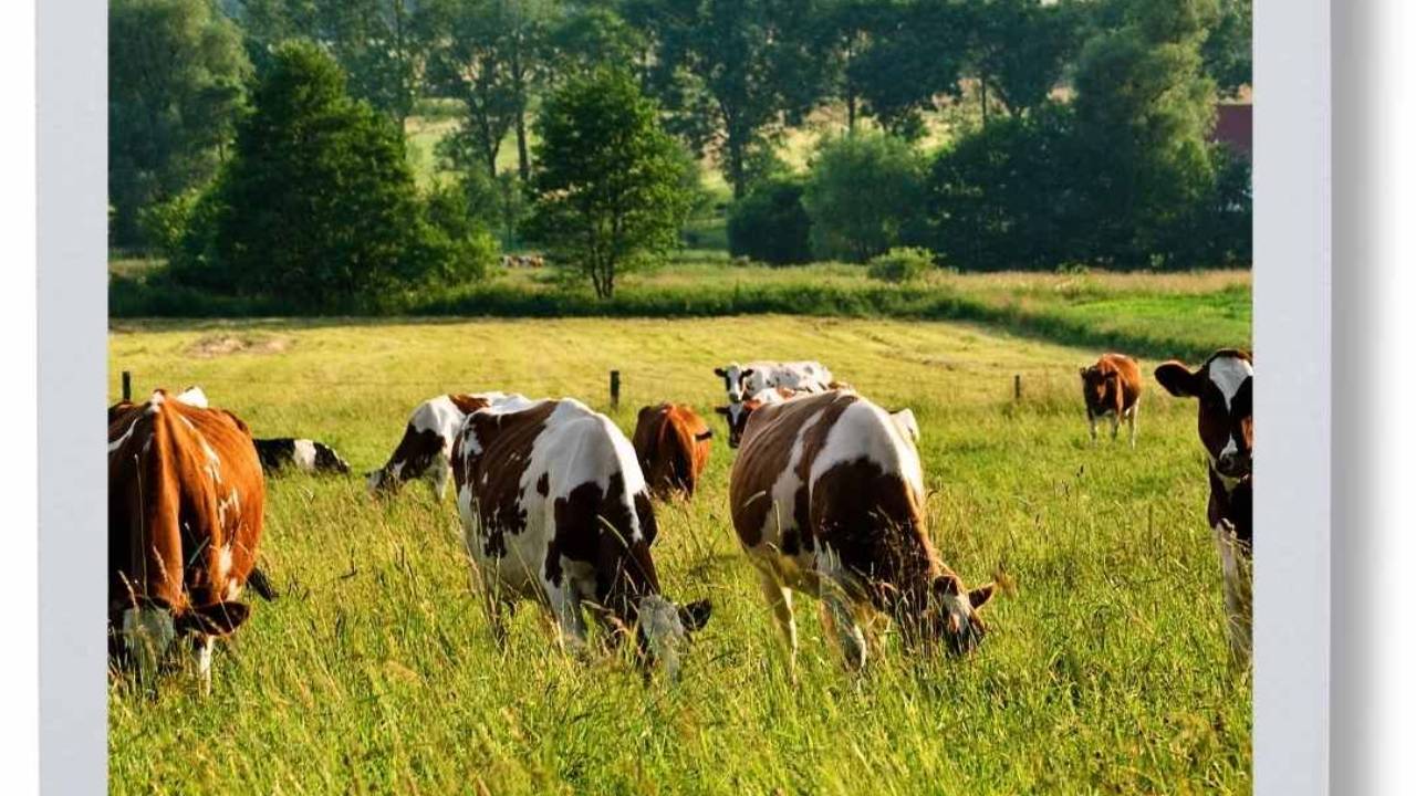 The Pasture Rehab Jumpstart