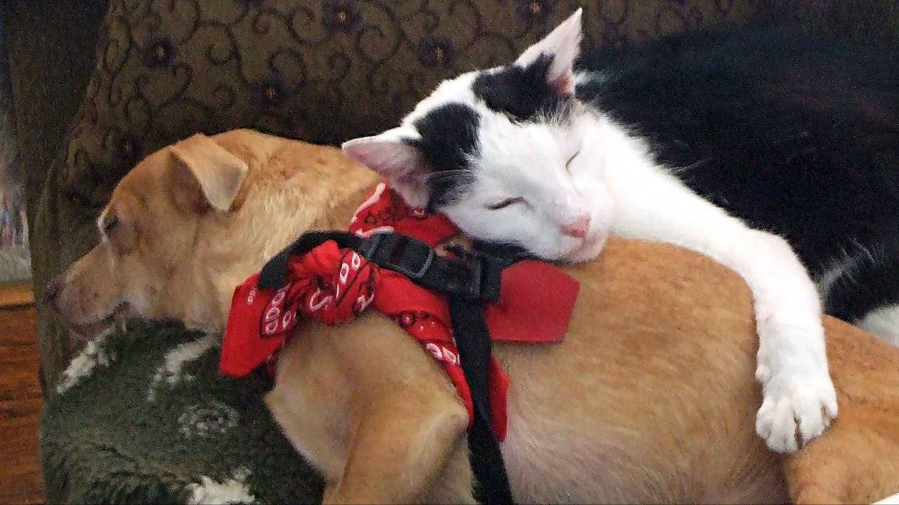 Karen Wylie : Animal Hospice Group