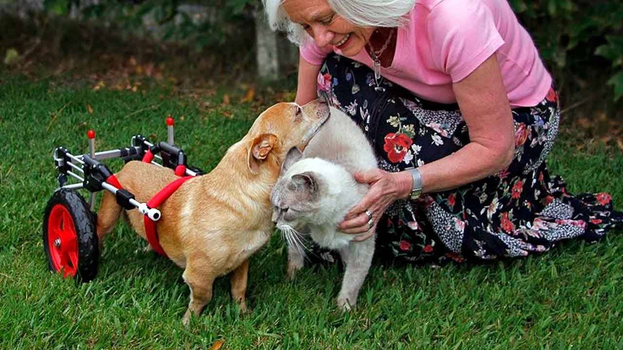 Animal Hospice Group Founders : Animal Hospice Group