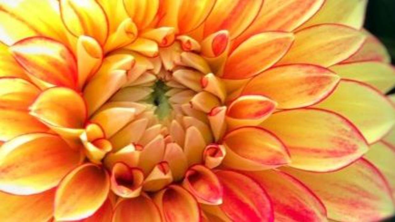 My favorite smartphone photo editing app